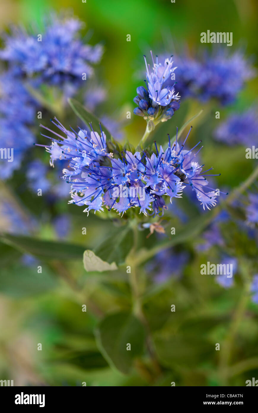 Blue caryopteris hi-res stock photography and images - Alamy