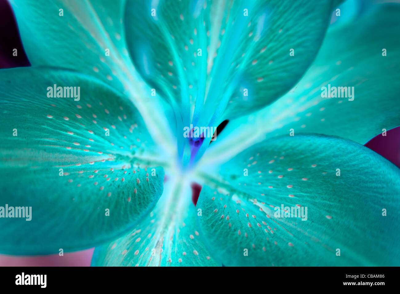 Inverted flower hi-res stock photography and images - Alamy