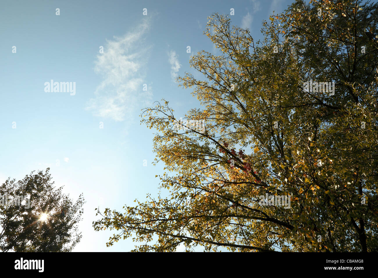 Trees and sky Stock Photo - Alamy