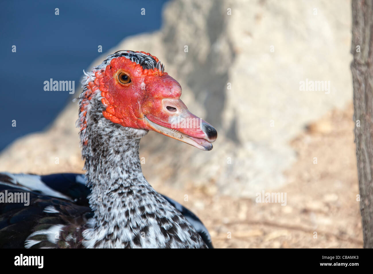 portraits of ducks Stock Photo - Alamy