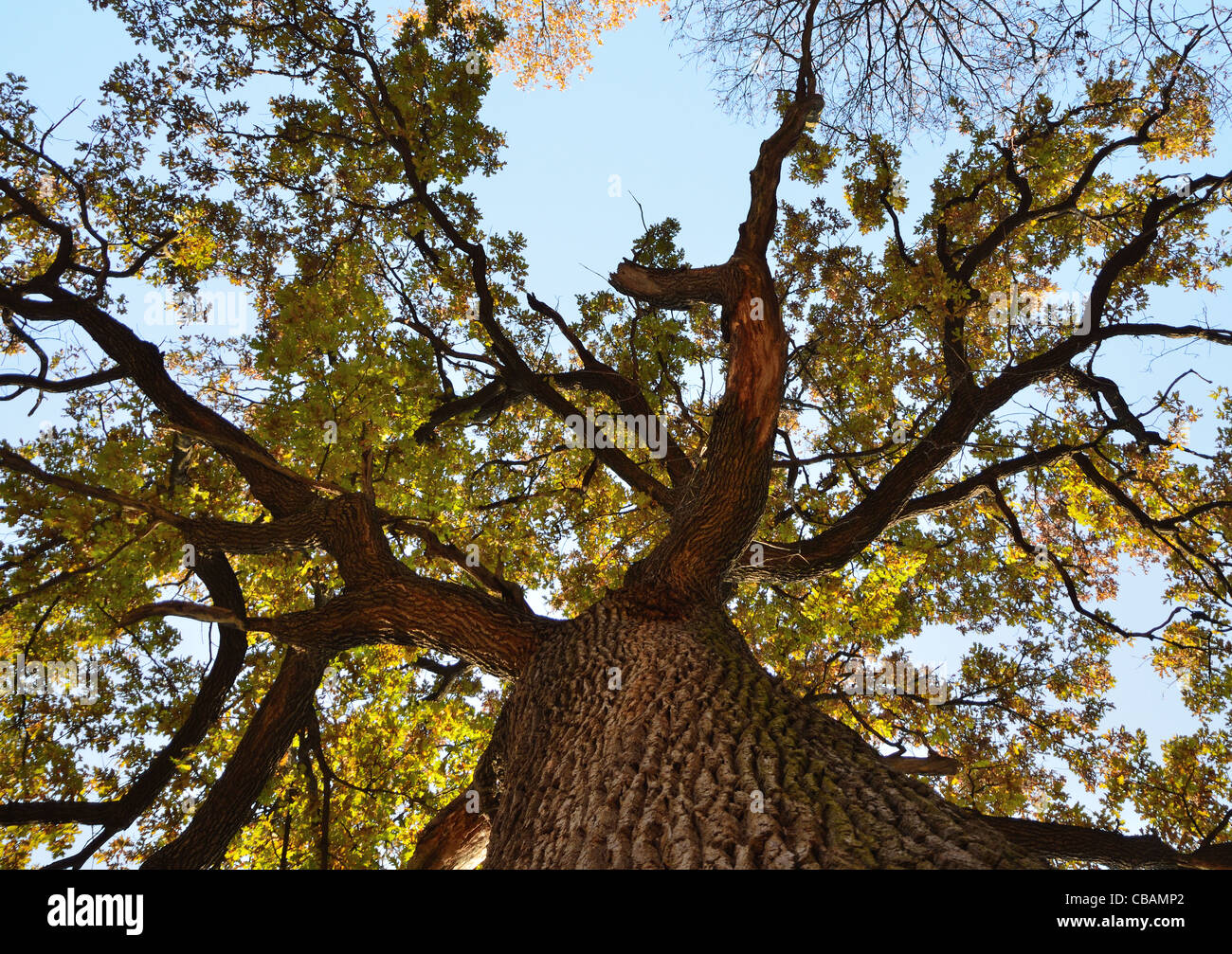 Old oak tree from below Stock Photo - Alamy