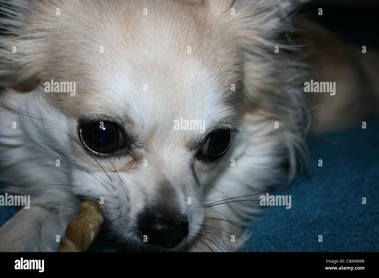 Long hair Chihuahua or Mexican dog with chewy stick close up Stock ...