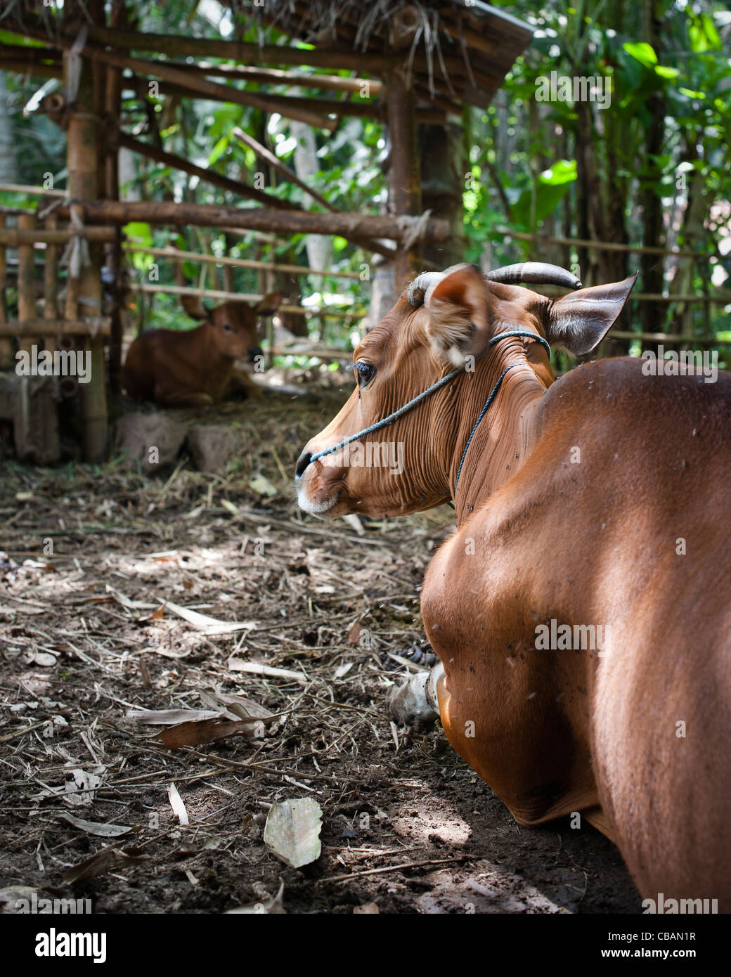 Bali cattle hi-res stock photography and images - Alamy