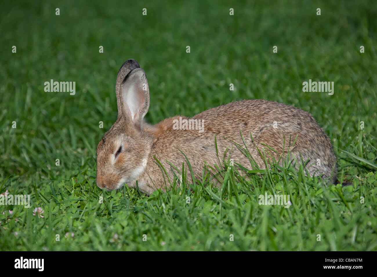 a brown bunny in grass taken in wildlife Stock Photo - Alamy