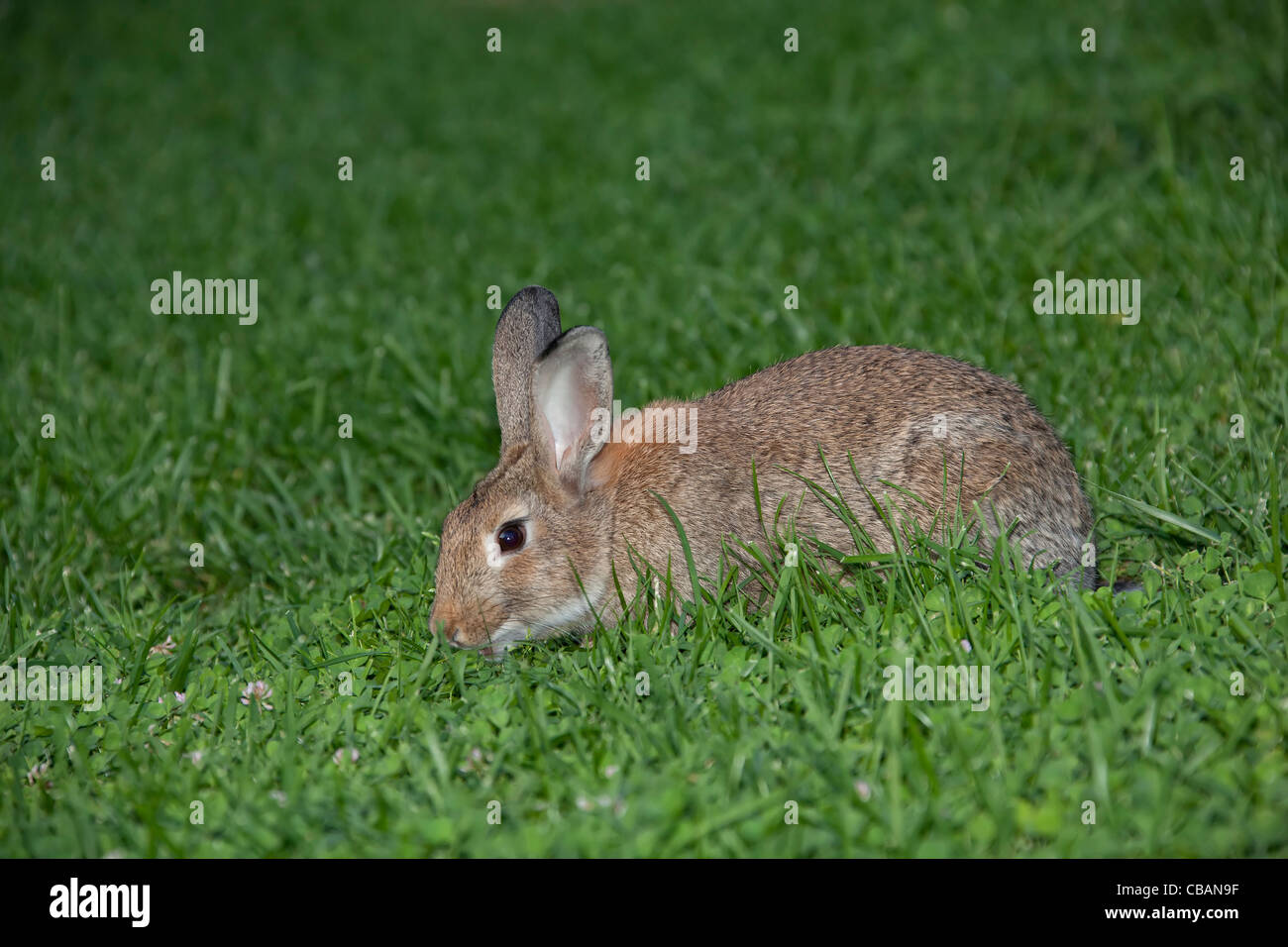 a brown bunny in grass taken in wildlife Stock Photo - Alamy
