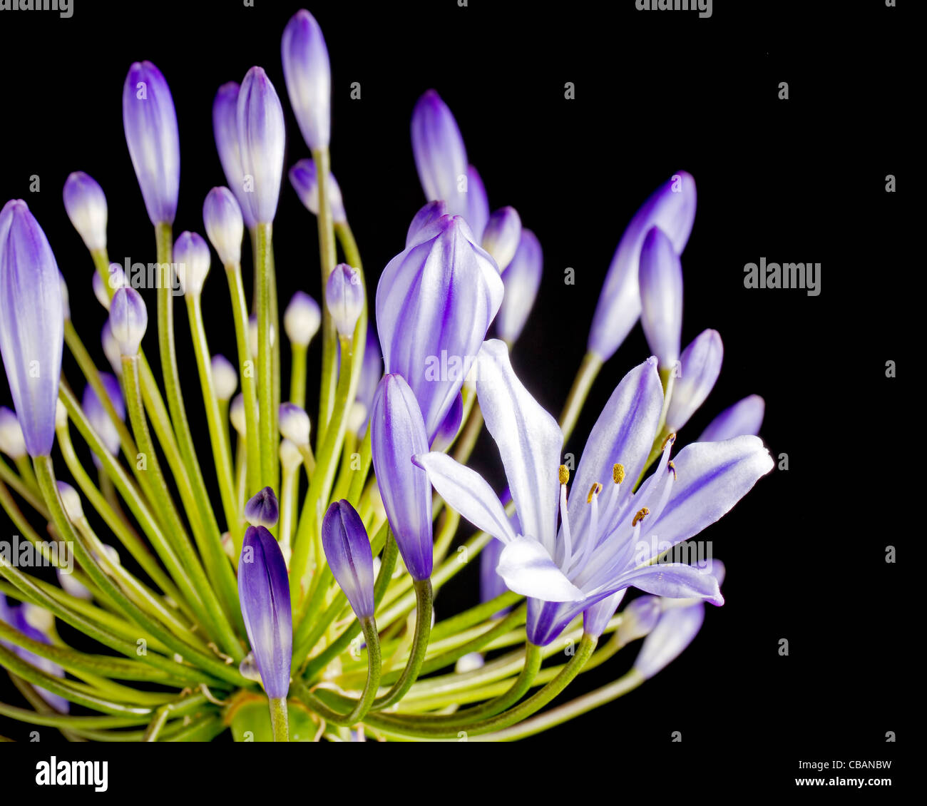 Close up image of purple agapanthus flower Stock Photo - Alamy