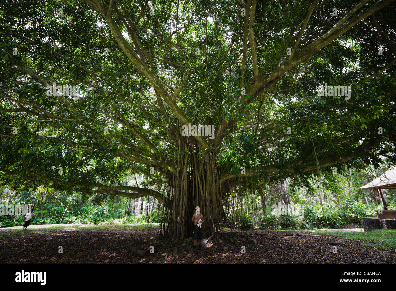 Beautiful tree on Bali Island, Indonesia Stock Photo - Alamy