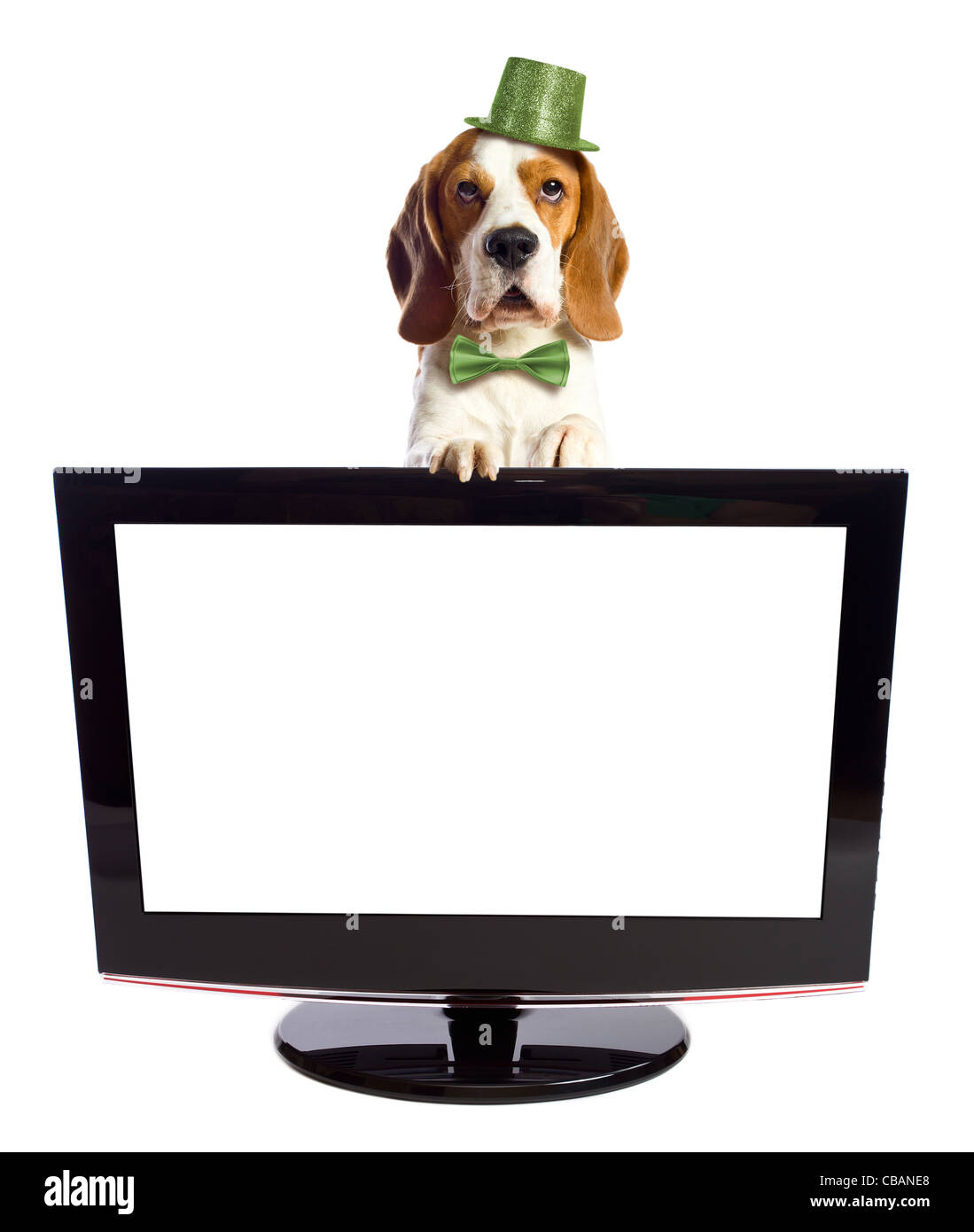 Animal green screen hi-res stock photography and images - Alamy