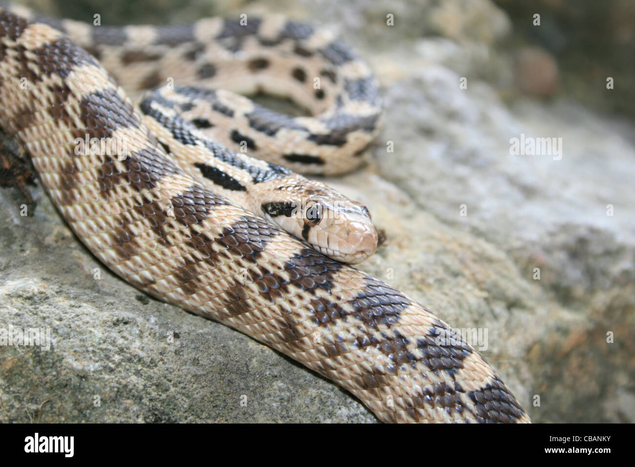 Common Snakes Of Utah