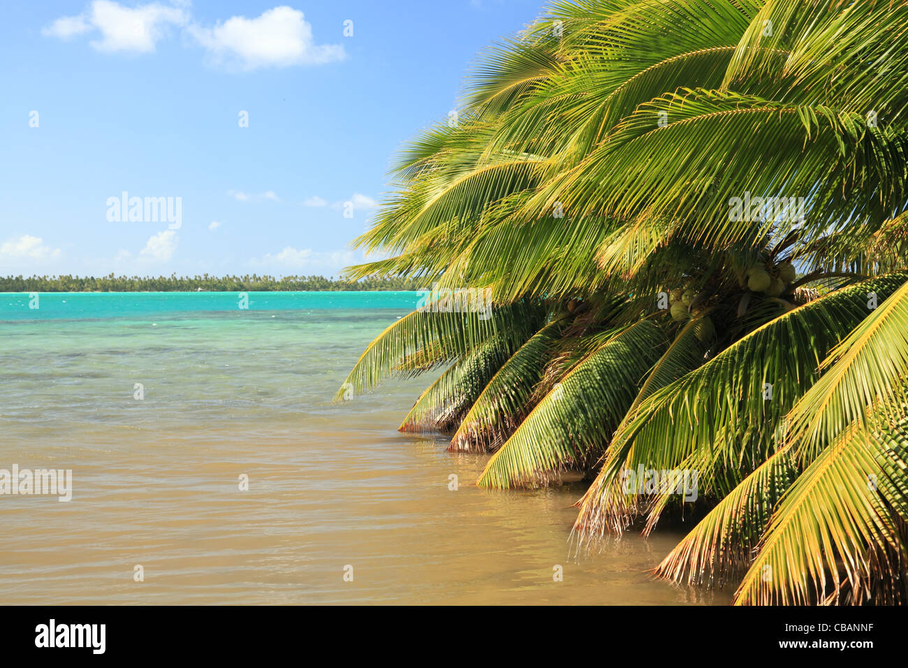 Palm Trees in Raiatea Lagoon on a Sunny Day. French Polynesia, South ...