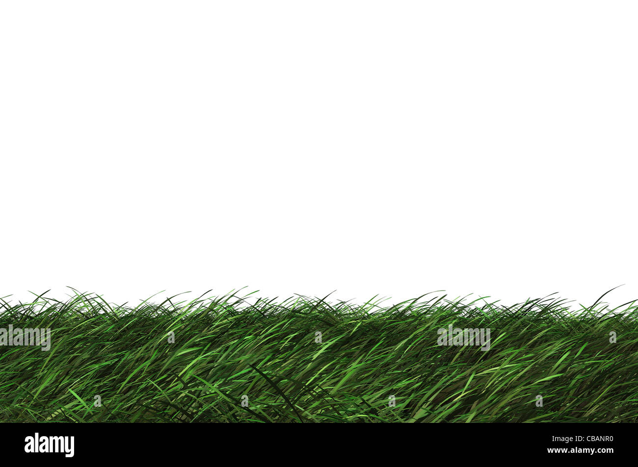 High resolution 3d green grass isolated on a white background Stock ...