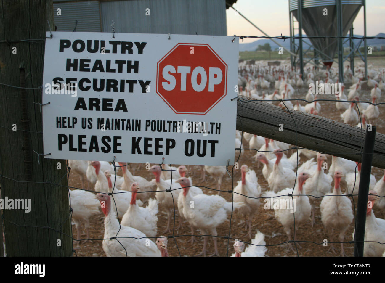 poultry health security area sign on a turkey farm fence with turkeys ...