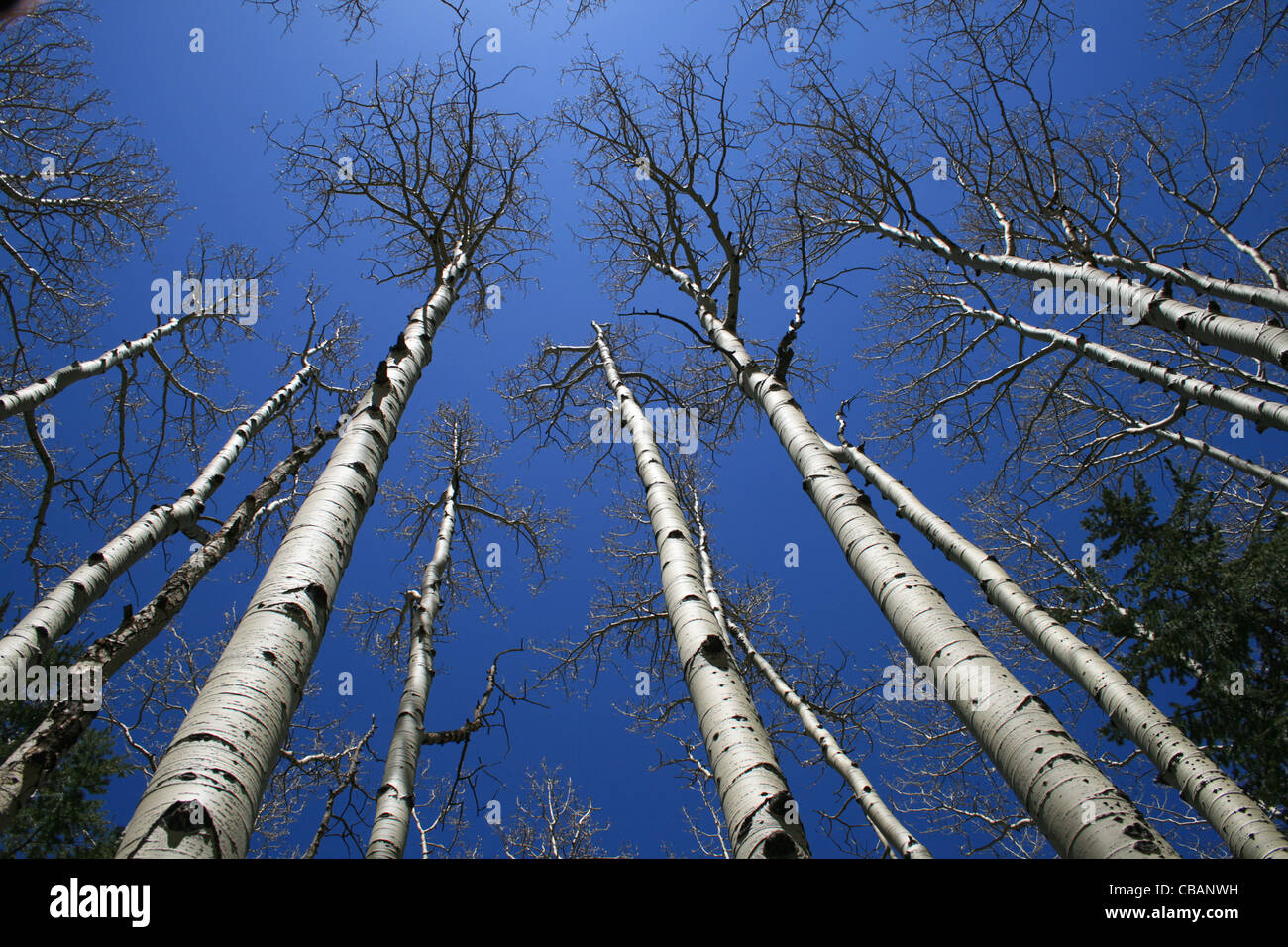 Blue Trunks High Resolution Stock Photography and Images - Alamy