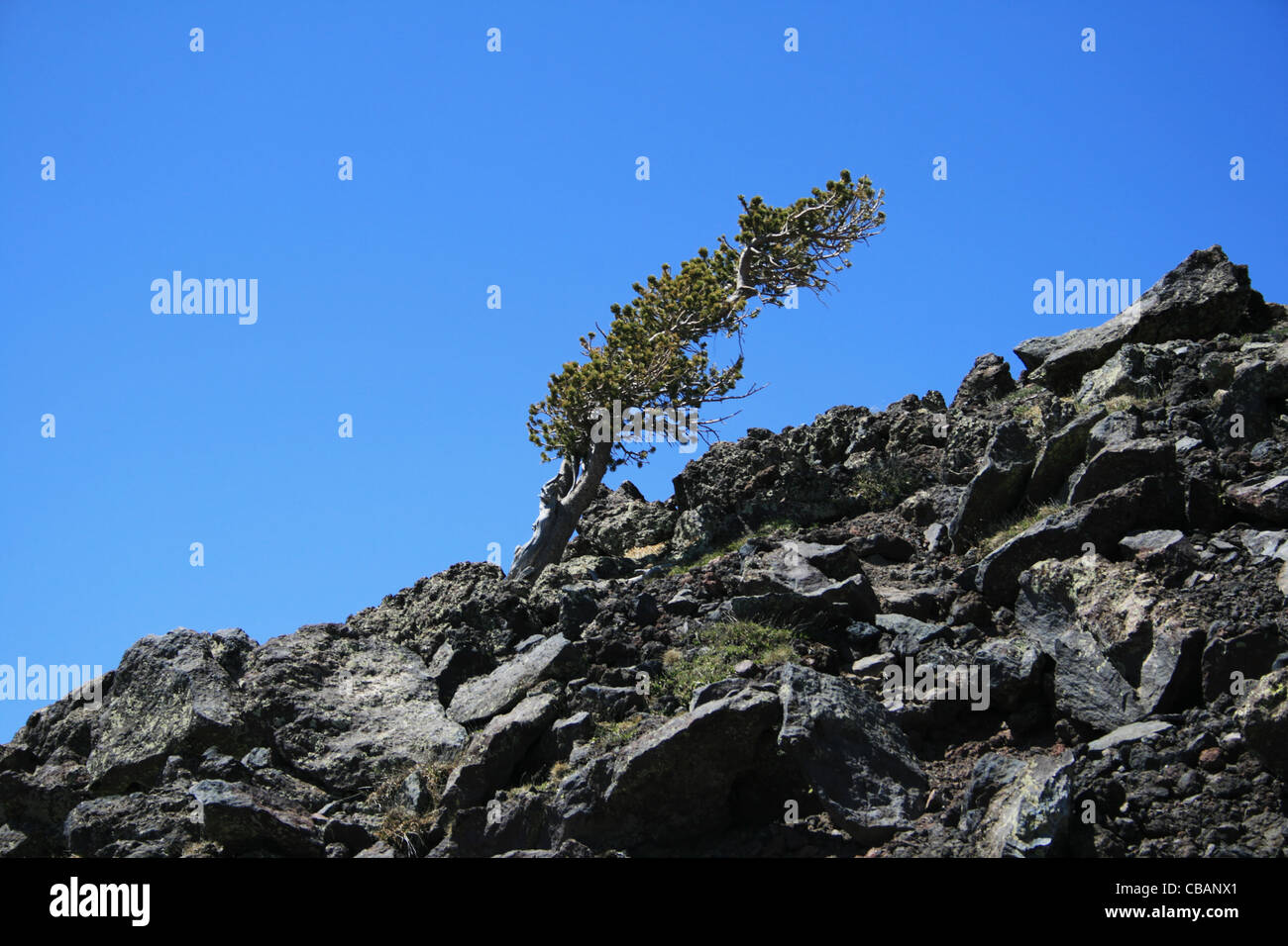 alpine pine tree above 11,000 feet on the San Francisco Peaks bent over ...