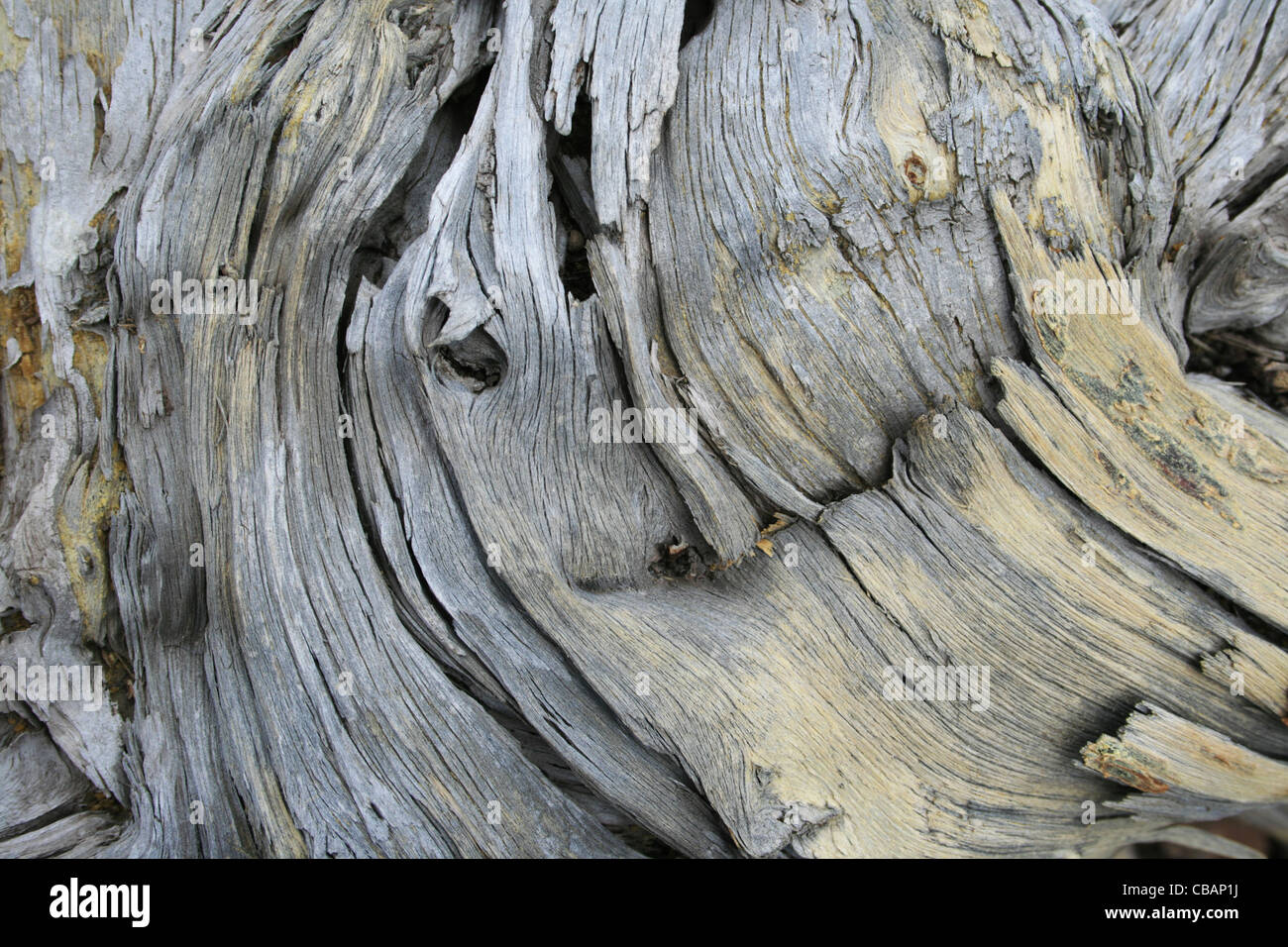 weathered twisted pine wood background texture Stock Photo - Alamy