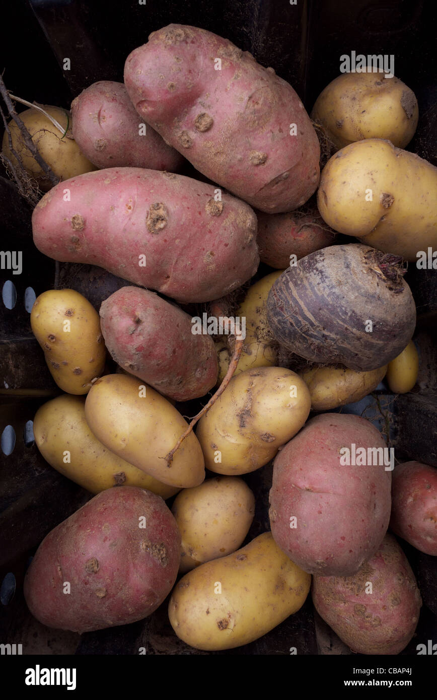 A selection of root vegetables grown on an allotment Stock Photo - Alamy