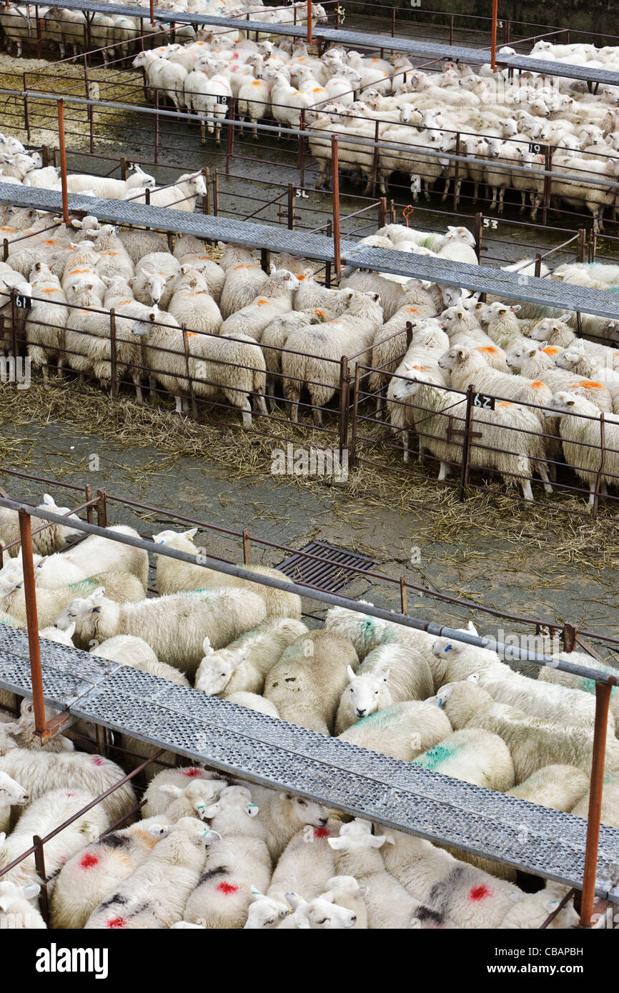 Sheep auction prices hi-res stock photography and images - Alamy