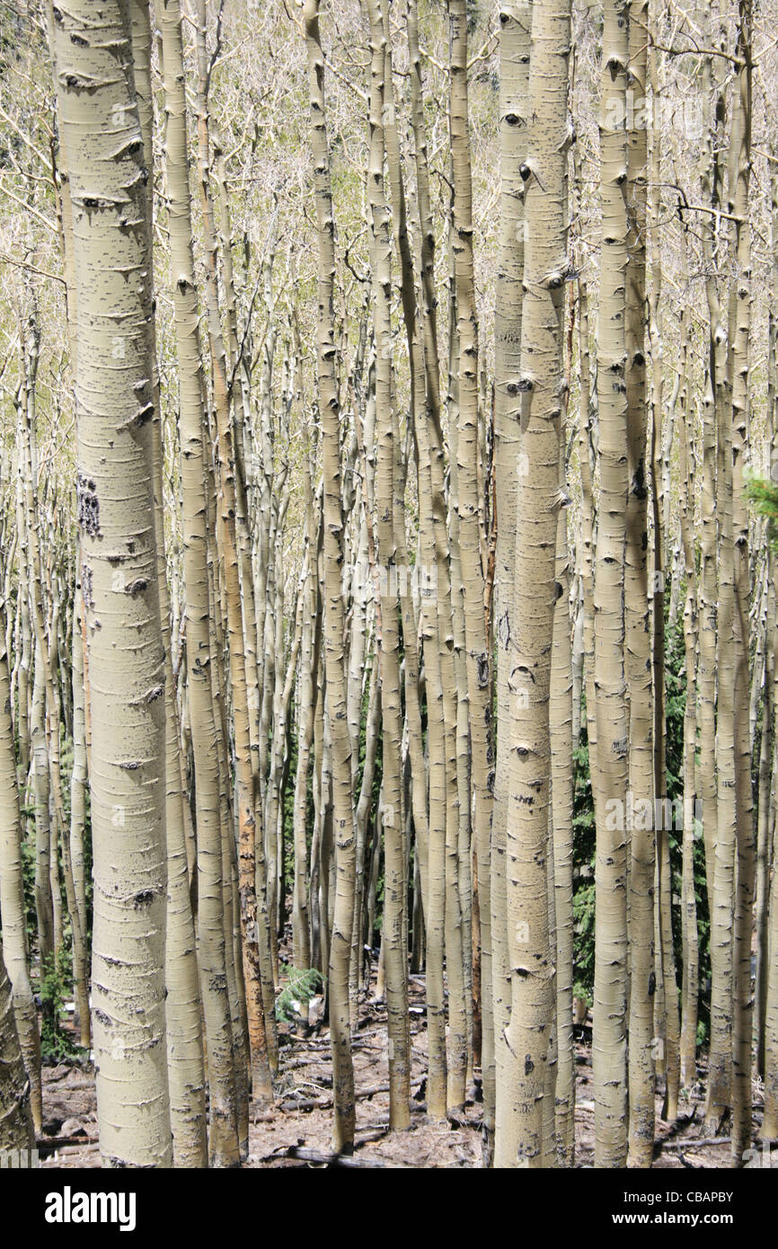 vertical image of aspen (Populus tremuloides) grove with bare trunks ...
