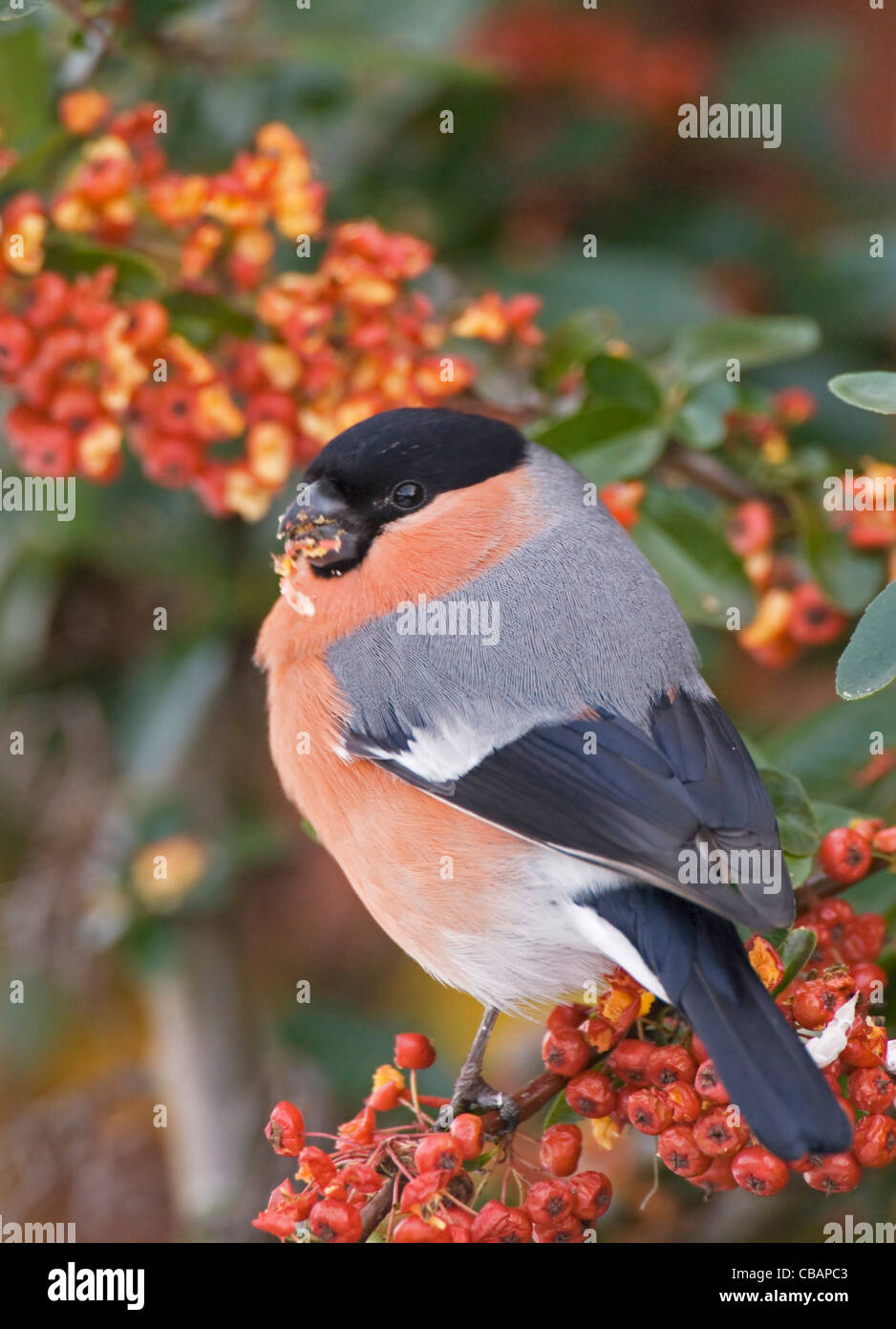 Male bullfinch fauna hi-res stock photography and images - Alamy