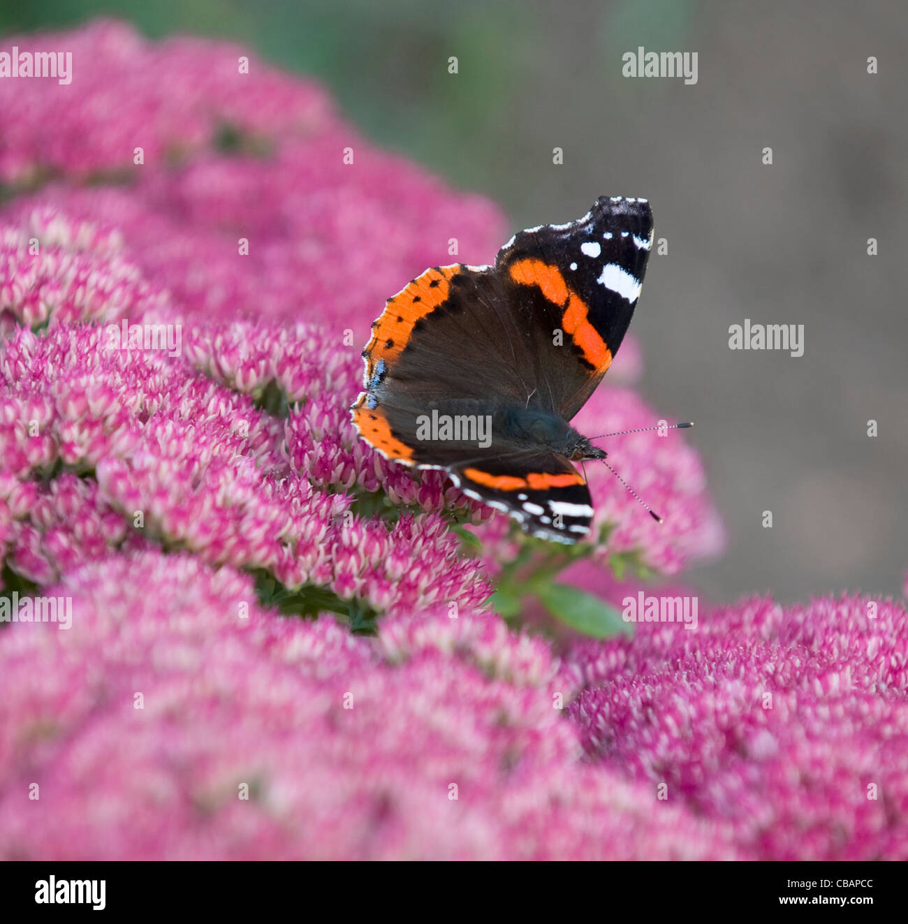 Red admiral butterfly uk winter hi-res stock photography and images - Alamy