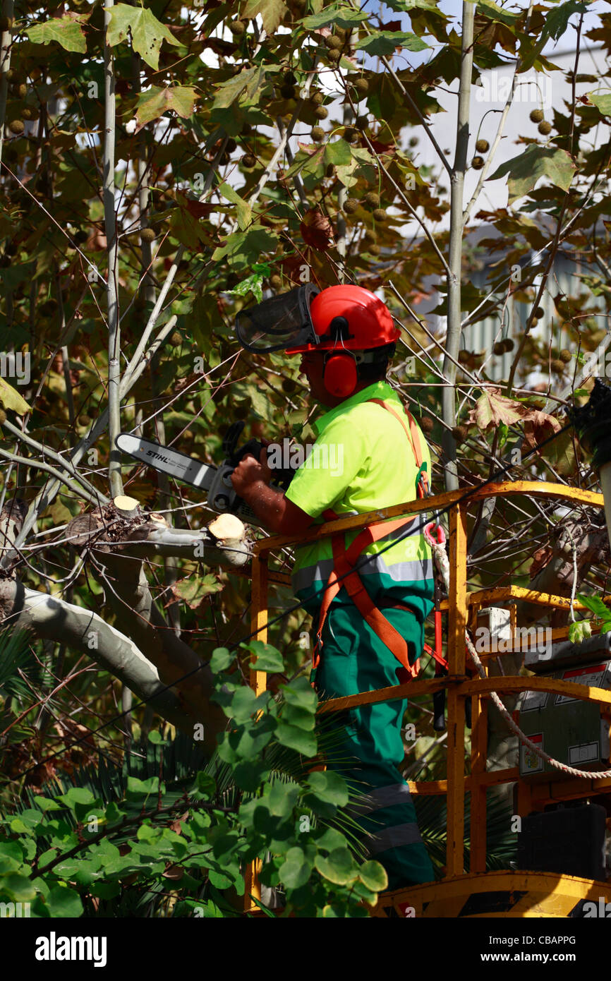 Gardener pruning a tree Stock Photo - Alamy