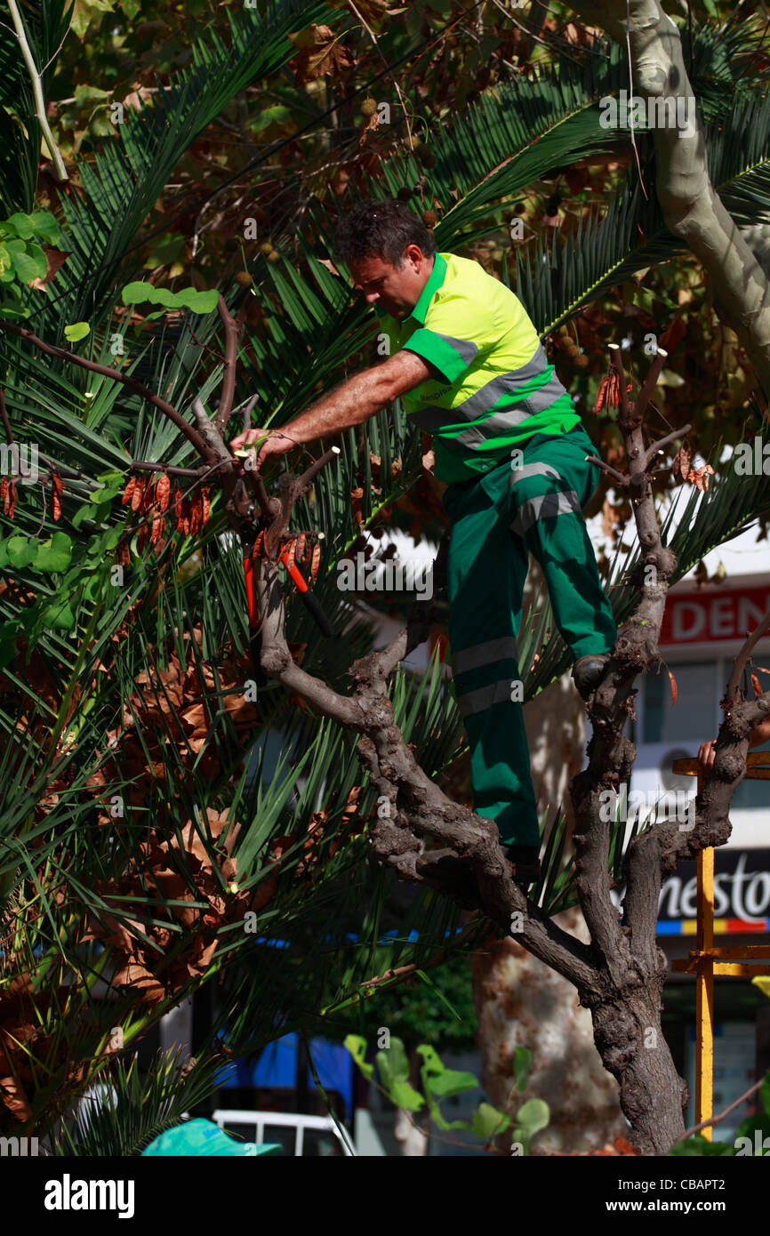 Gardener pruning a tree Stock Photo - Alamy