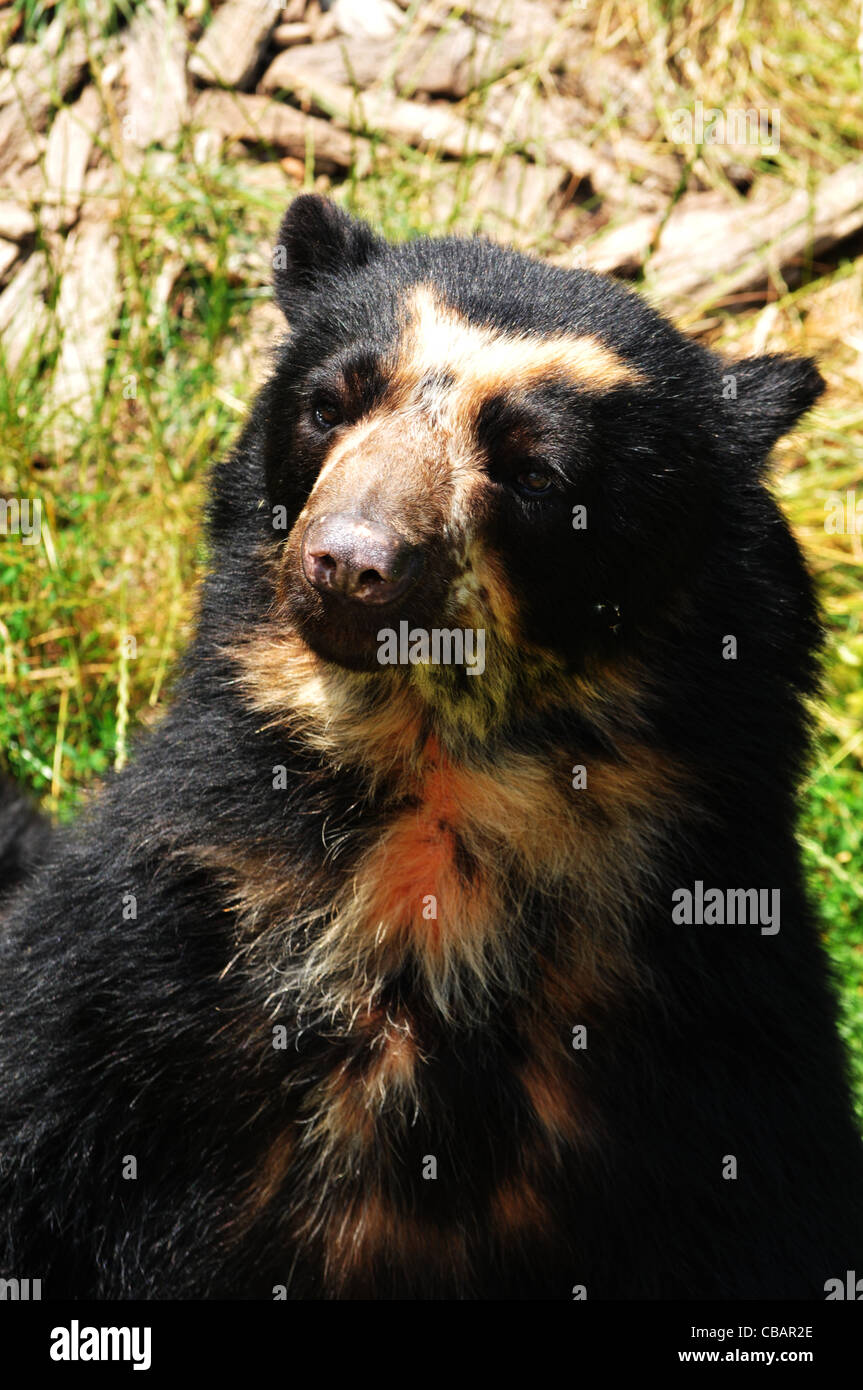 Bear at zoo Stock Photo - Alamy