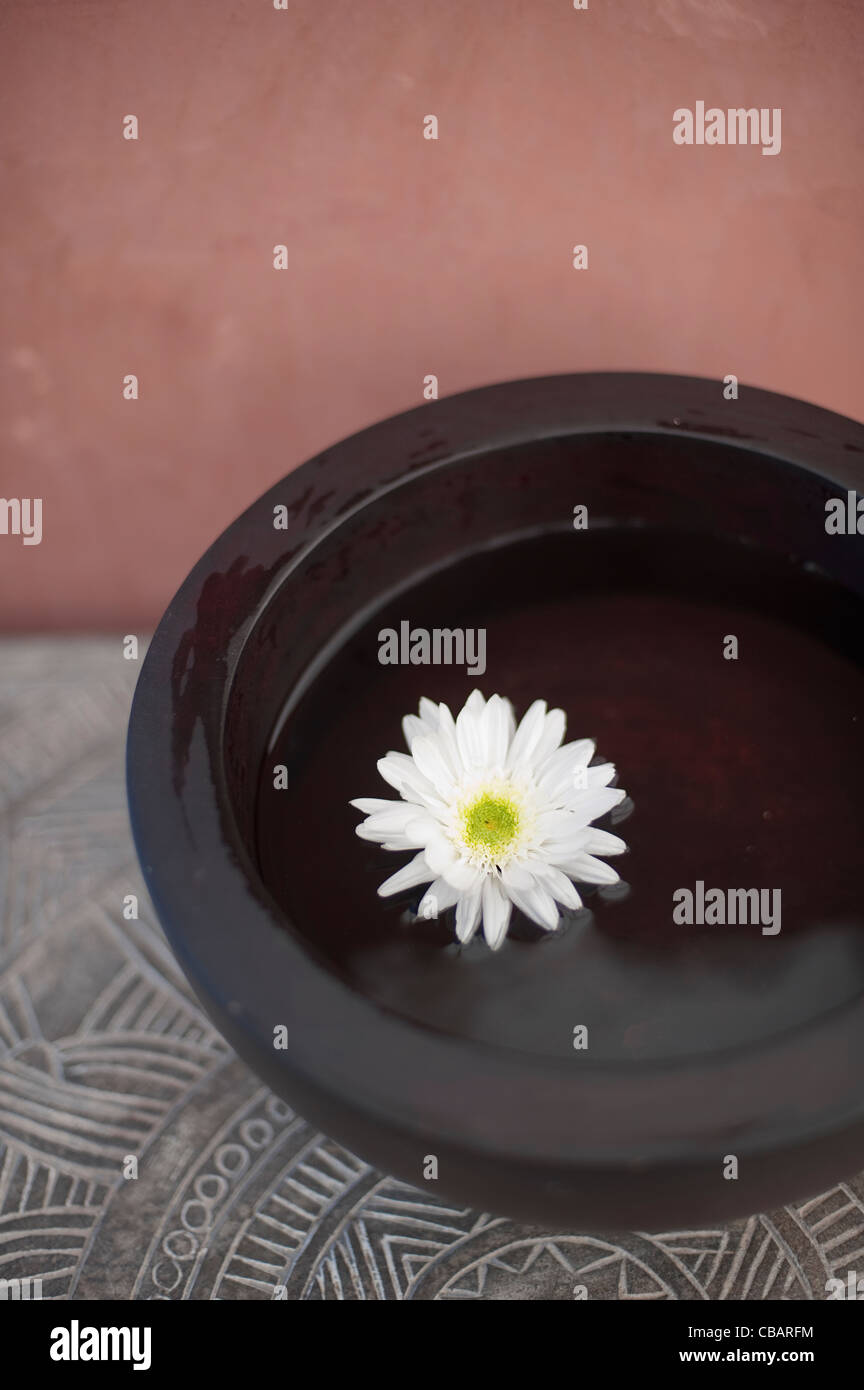 A simple daisy floating in a wood basin Stock Photo - Alamy