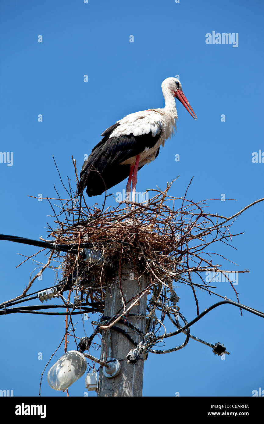 White stork netherlands hi-res stock photography and images - Alamy