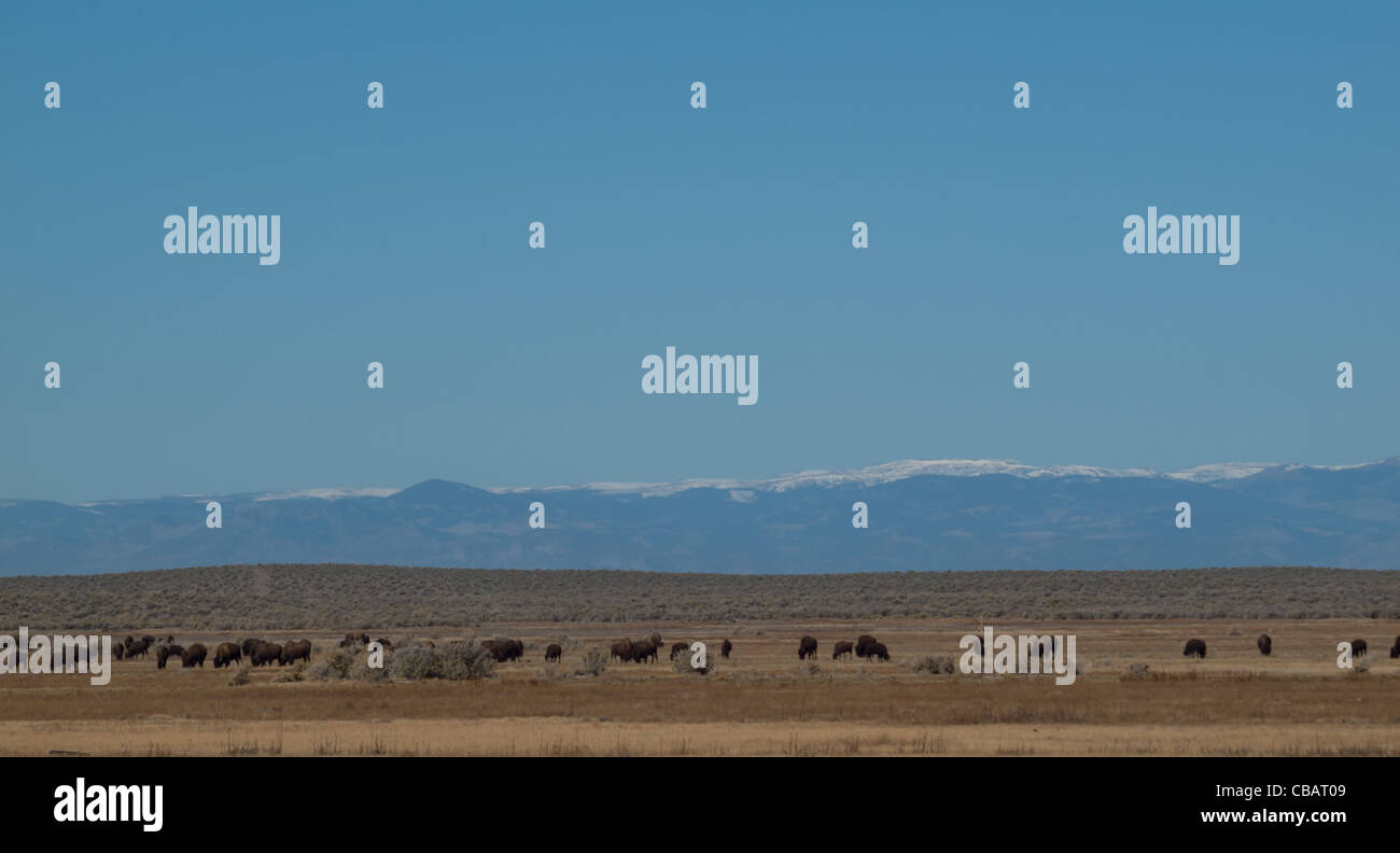 Buffalo herd on Zapata Ranch, Colorado. The high desert grasslands ...