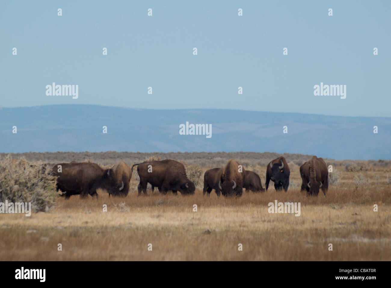 Buffalo herd on Zapata Ranch, Colorado. The high desert grasslands ...