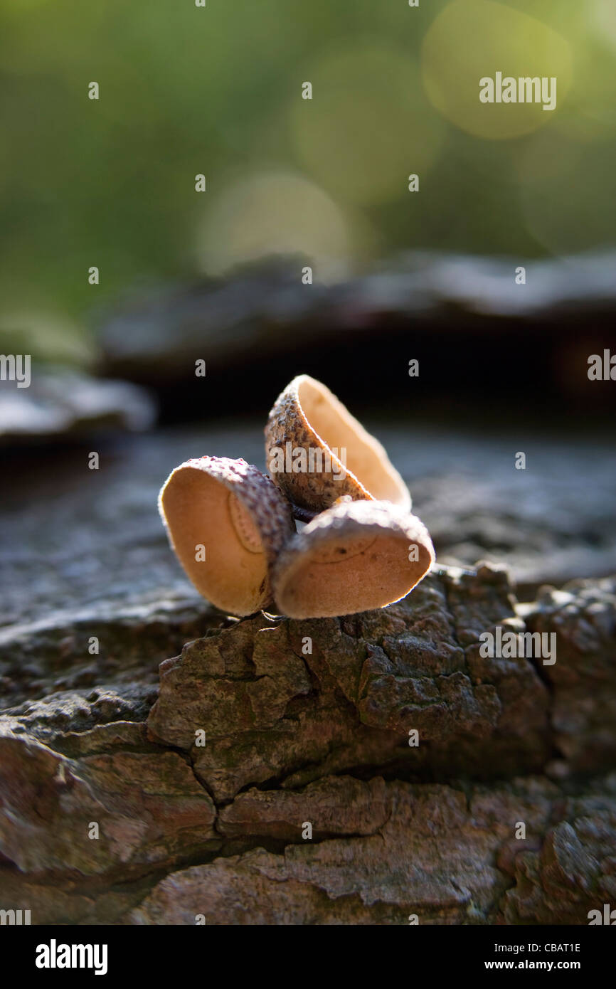 Triple Acorn Cups on Oak Bough, Quercus Robur, England, UK Stock Photo ...
