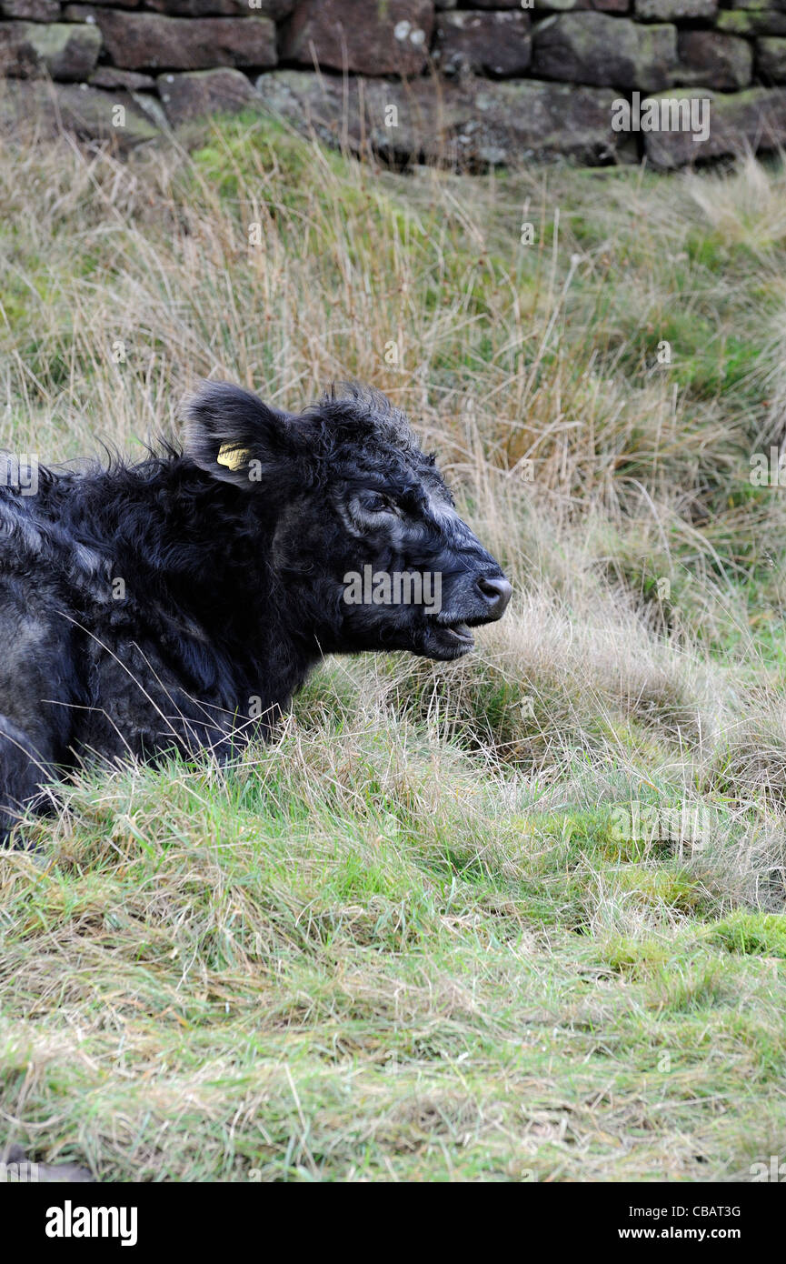 bull with curly black hair derbyshire peak district england uk Stock ...