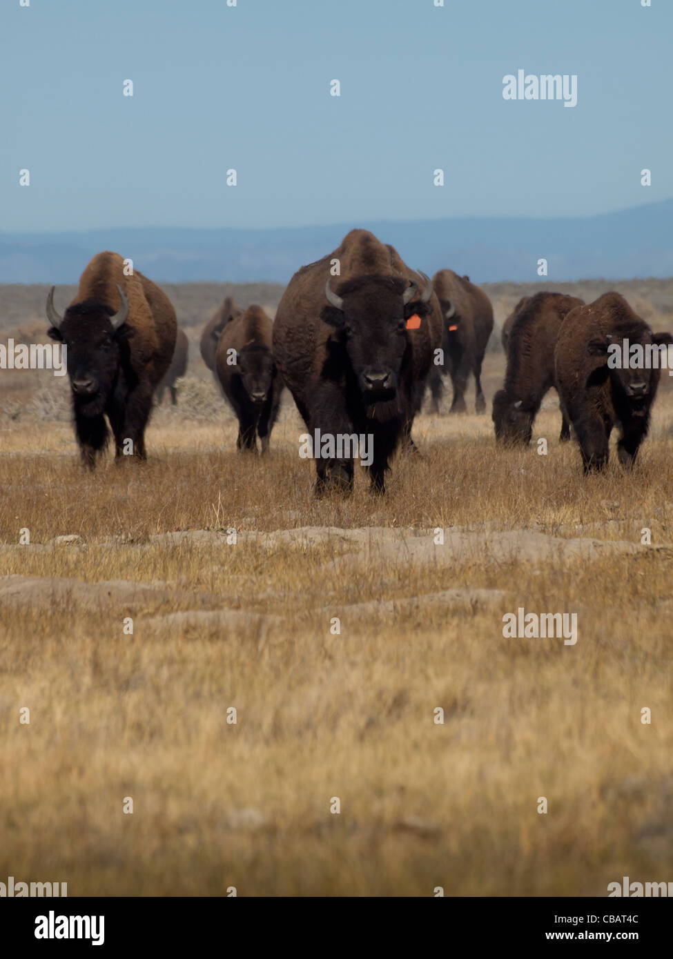 Buffalo herd on Zapata Ranch, Colorado. The high desert grasslands ...