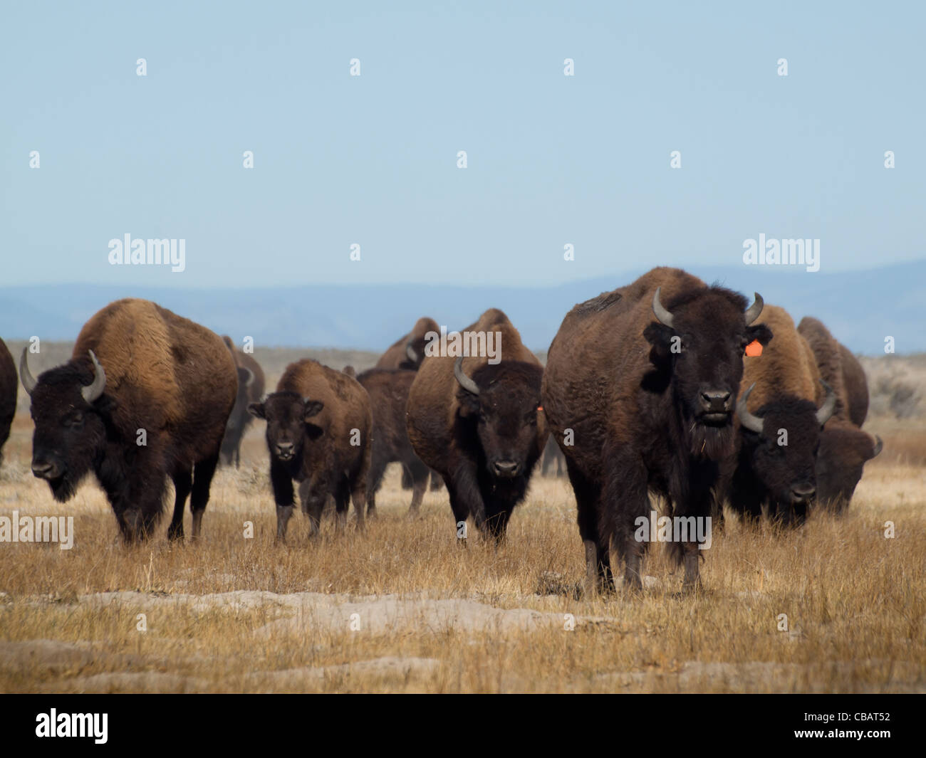 Buffalo herd on Zapata Ranch, Colorado. The high desert grasslands ...