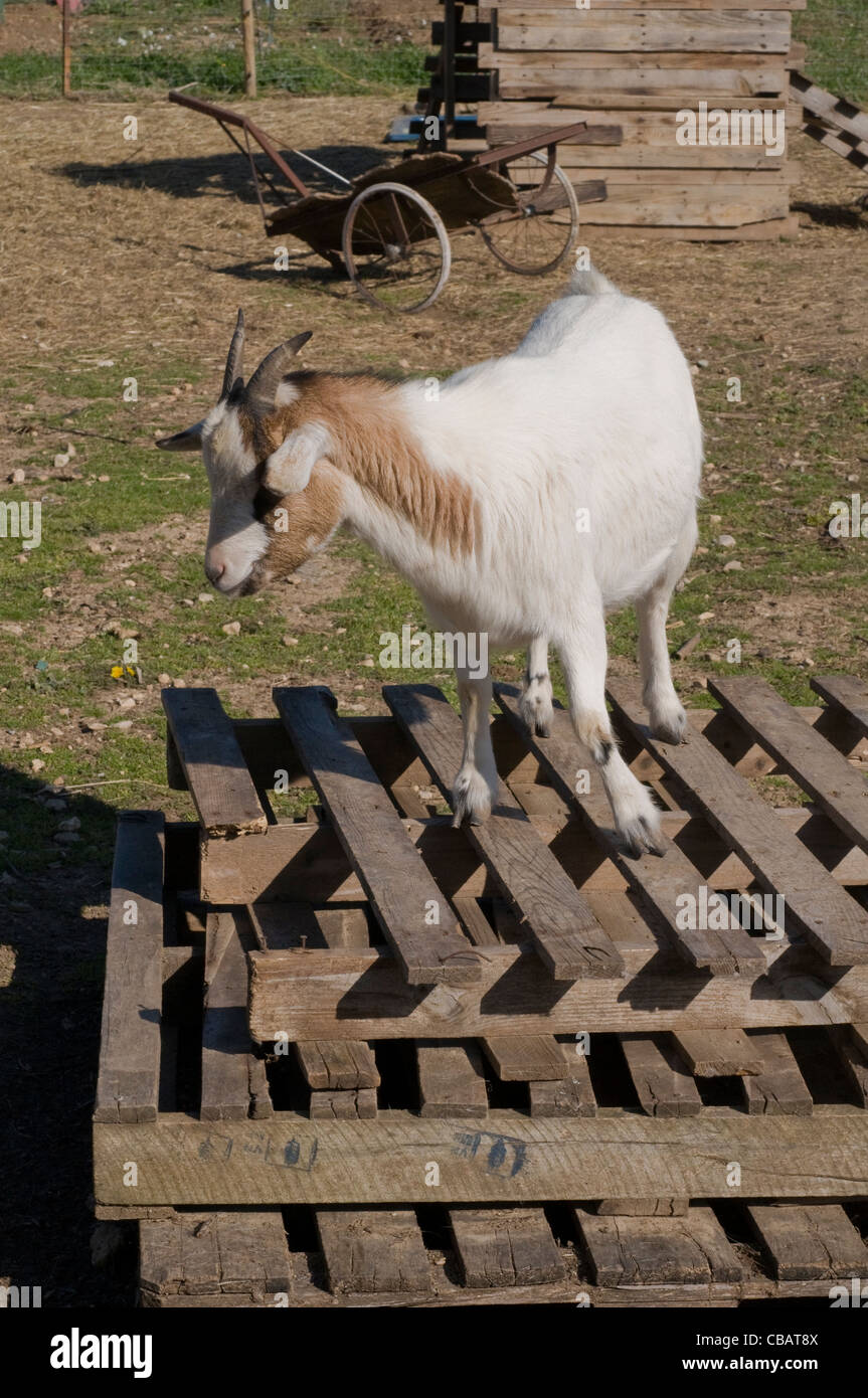 White and brown goat standing on palettes in farmyard in Southern ...
