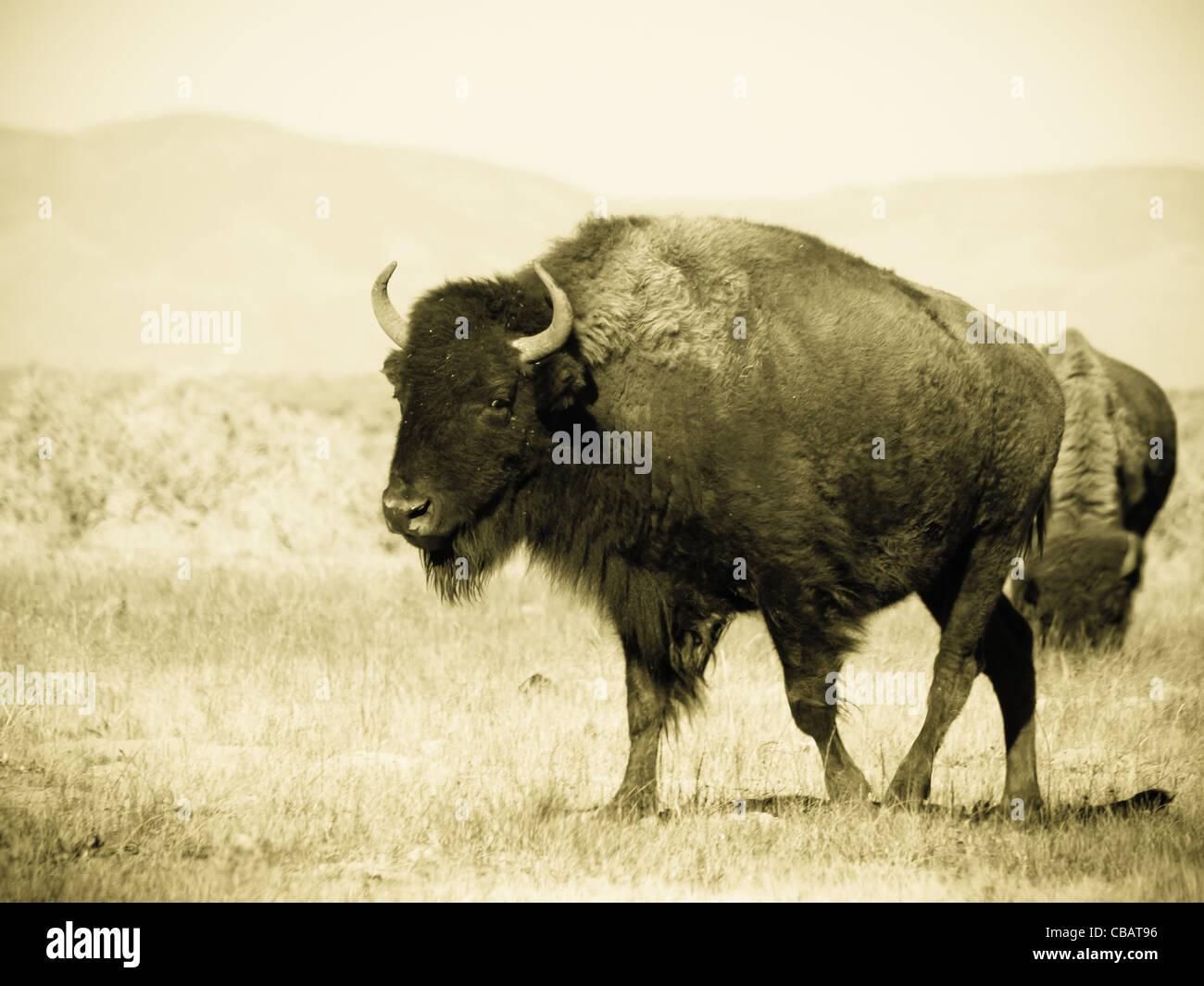 Buffalo herd on Zapata Ranch, Colorado. The high desert grasslands ...