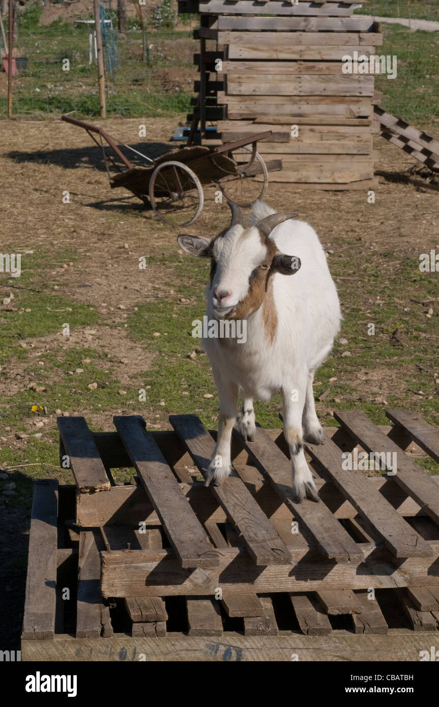 White and brown goat standing on palettes in farmyard in Southern ...