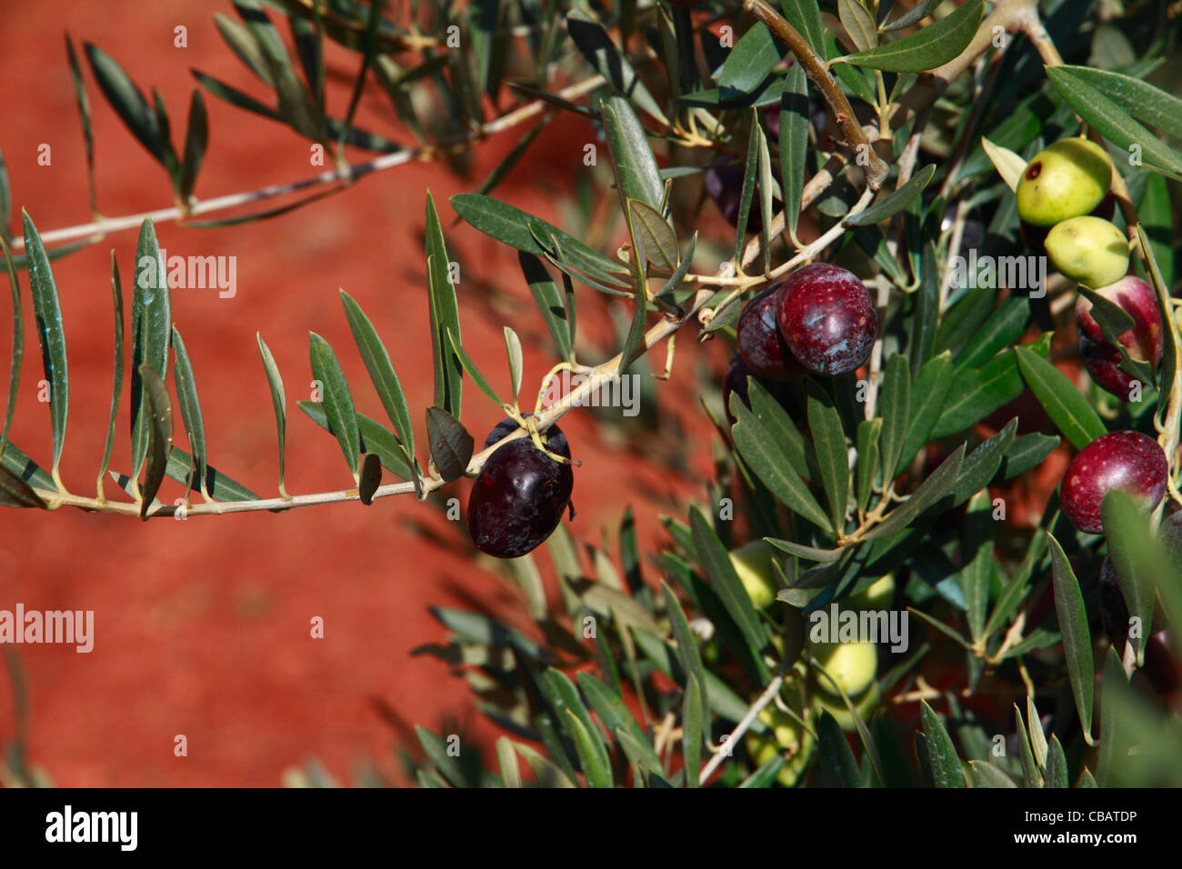 Olive tree branch Stock Photo - Alamy