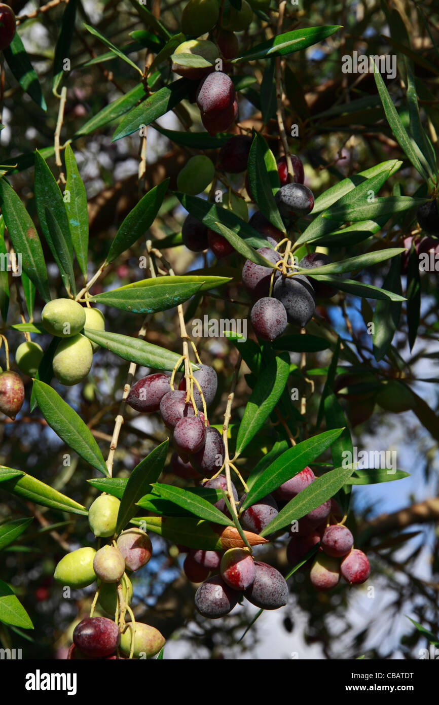 Olive tree branch Stock Photo - Alamy