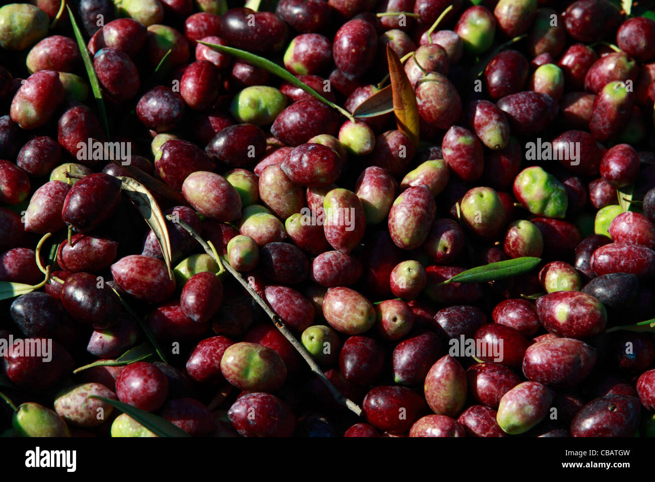 Olives, detail view Stock Photo - Alamy