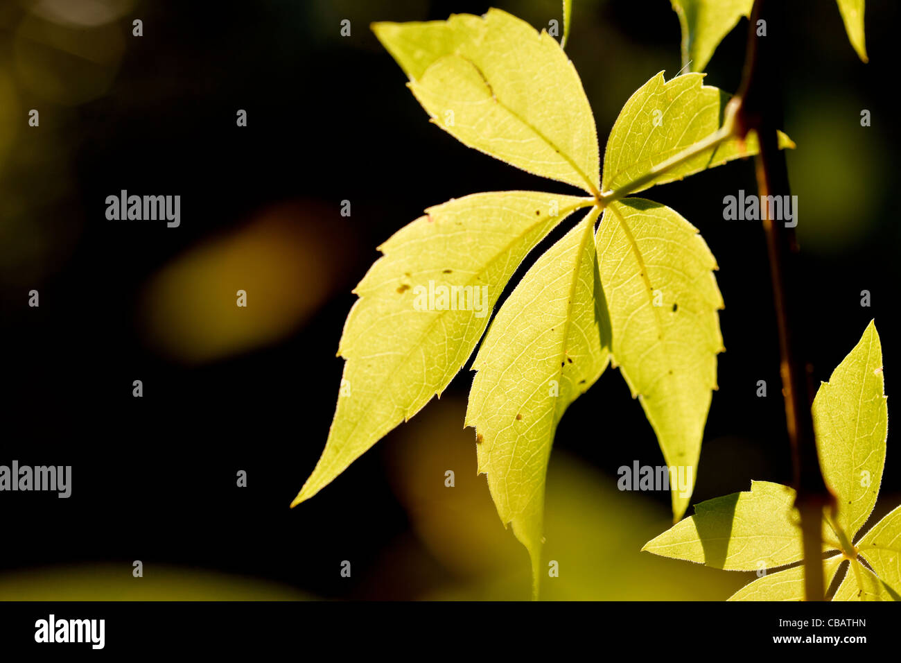 Yellow leaf in warm light Stock Photo - Alamy