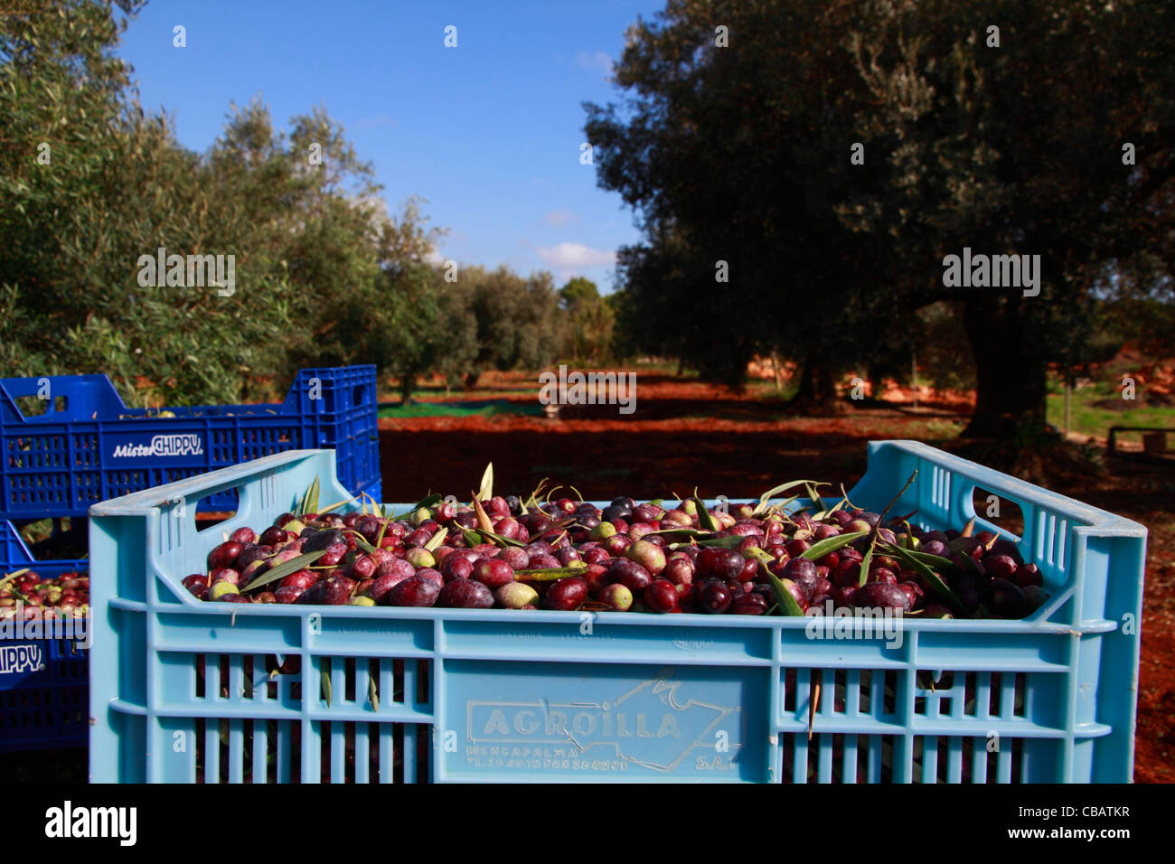 Olive boxes being stacked after harvest Stock Photo - Alamy