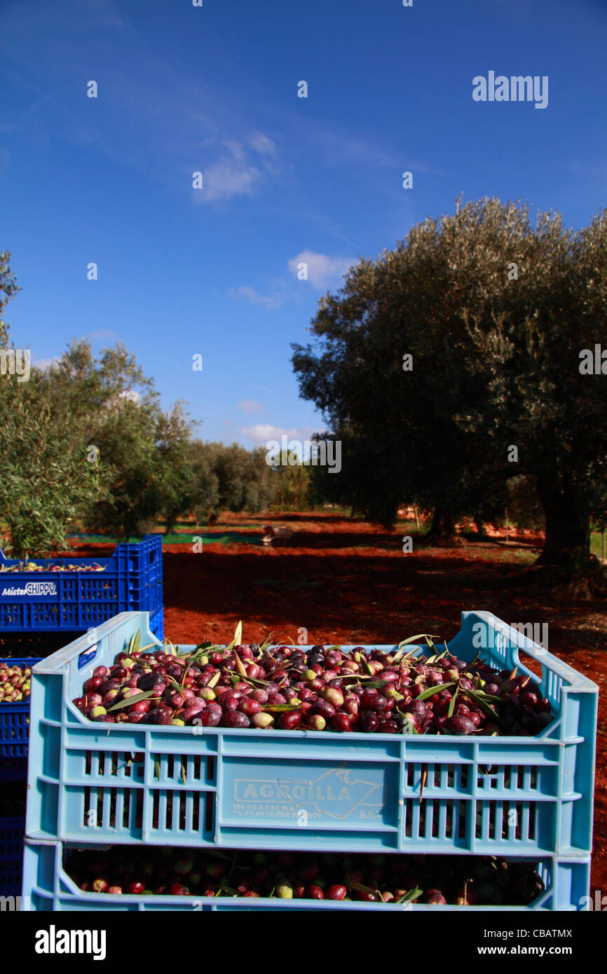 Olive boxes being stacked after harvest Stock Photo - Alamy