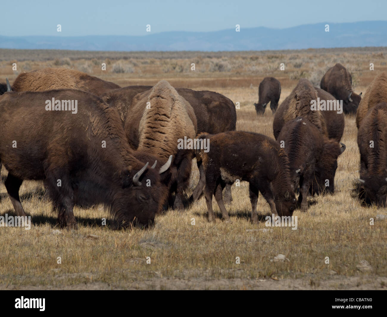 Buffalo herd on Zapata Ranch, Colorado. The high desert grasslands ...