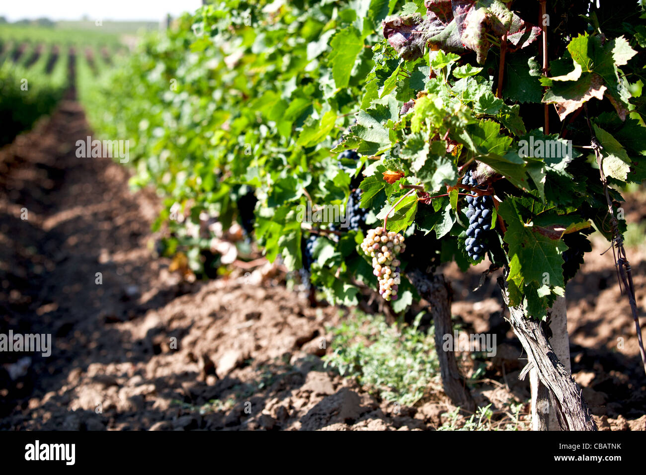 Vine breeding hi-res stock photography and images - Alamy
