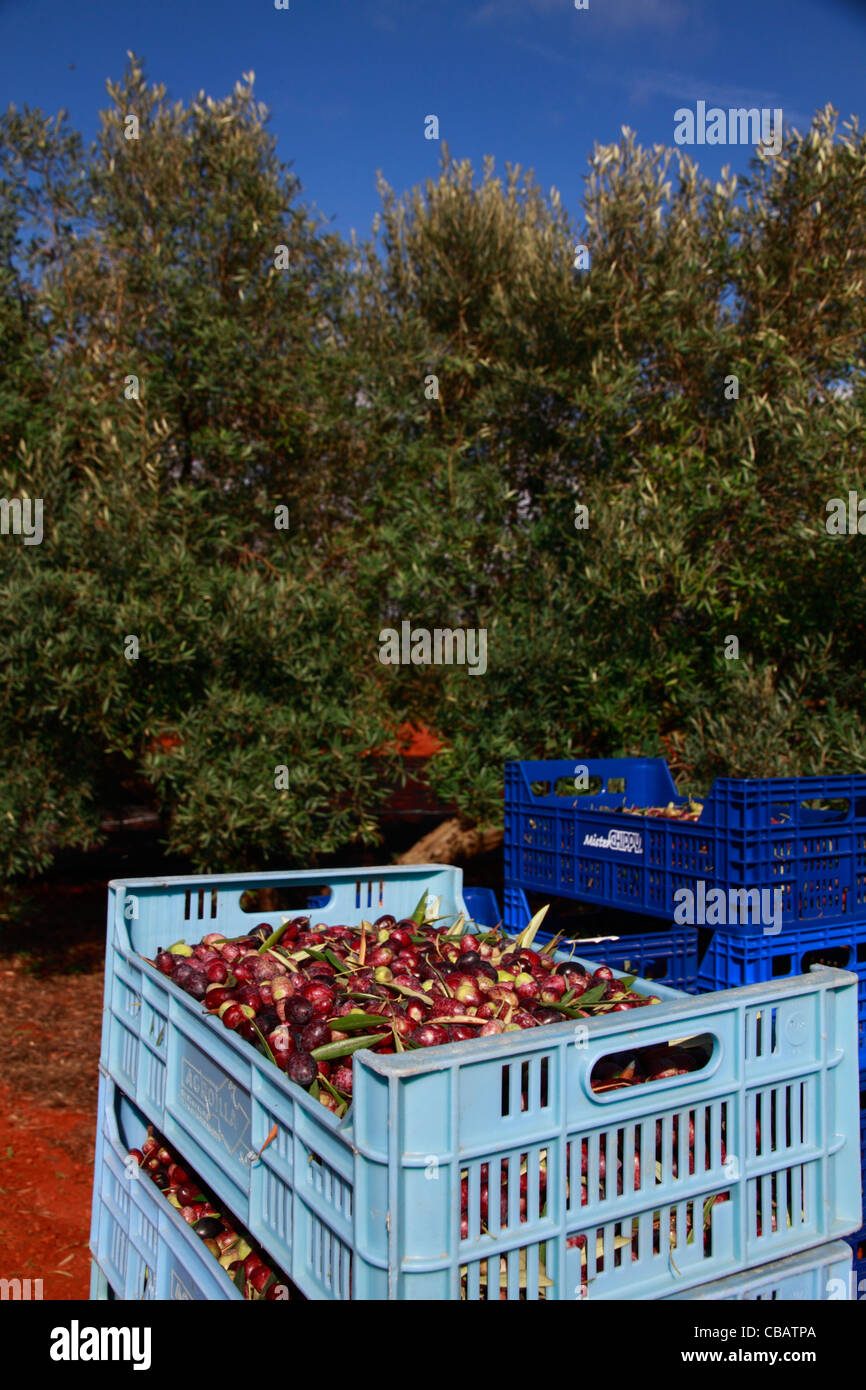Olive boxes being stacked after harvest Stock Photo - Alamy