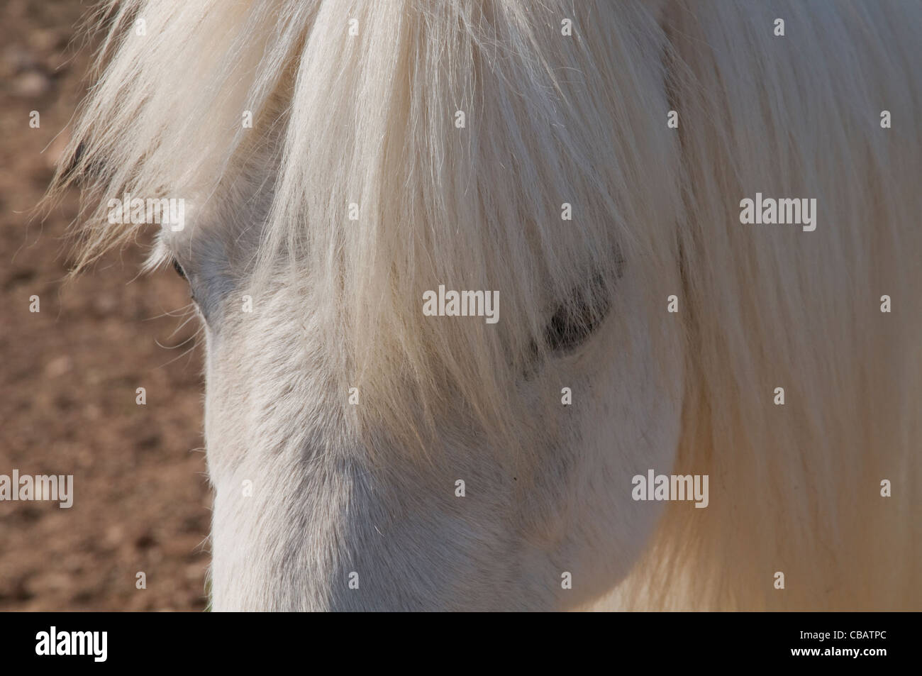 Portrait of pony head Stock Photo - Alamy