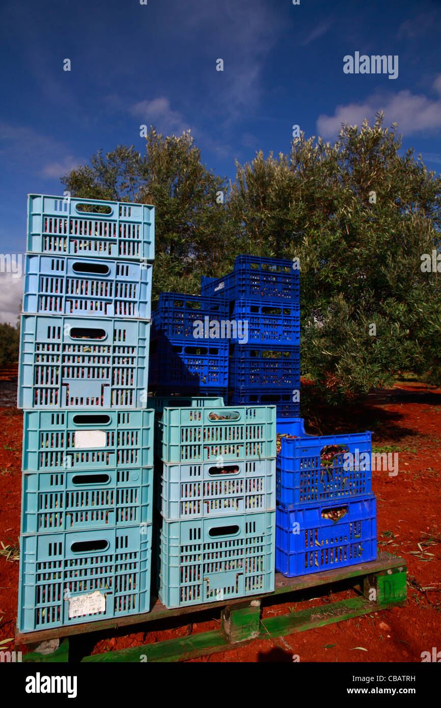 Olive boxes being stacked after harvest Stock Photo - Alamy