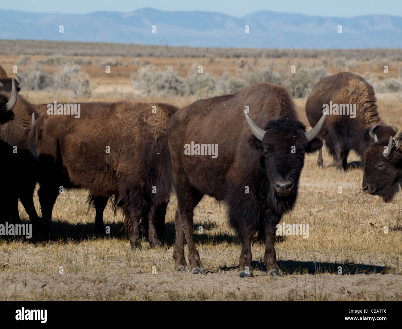 Buffalo herd on Zapata Ranch, Colorado. The high desert grasslands ...
